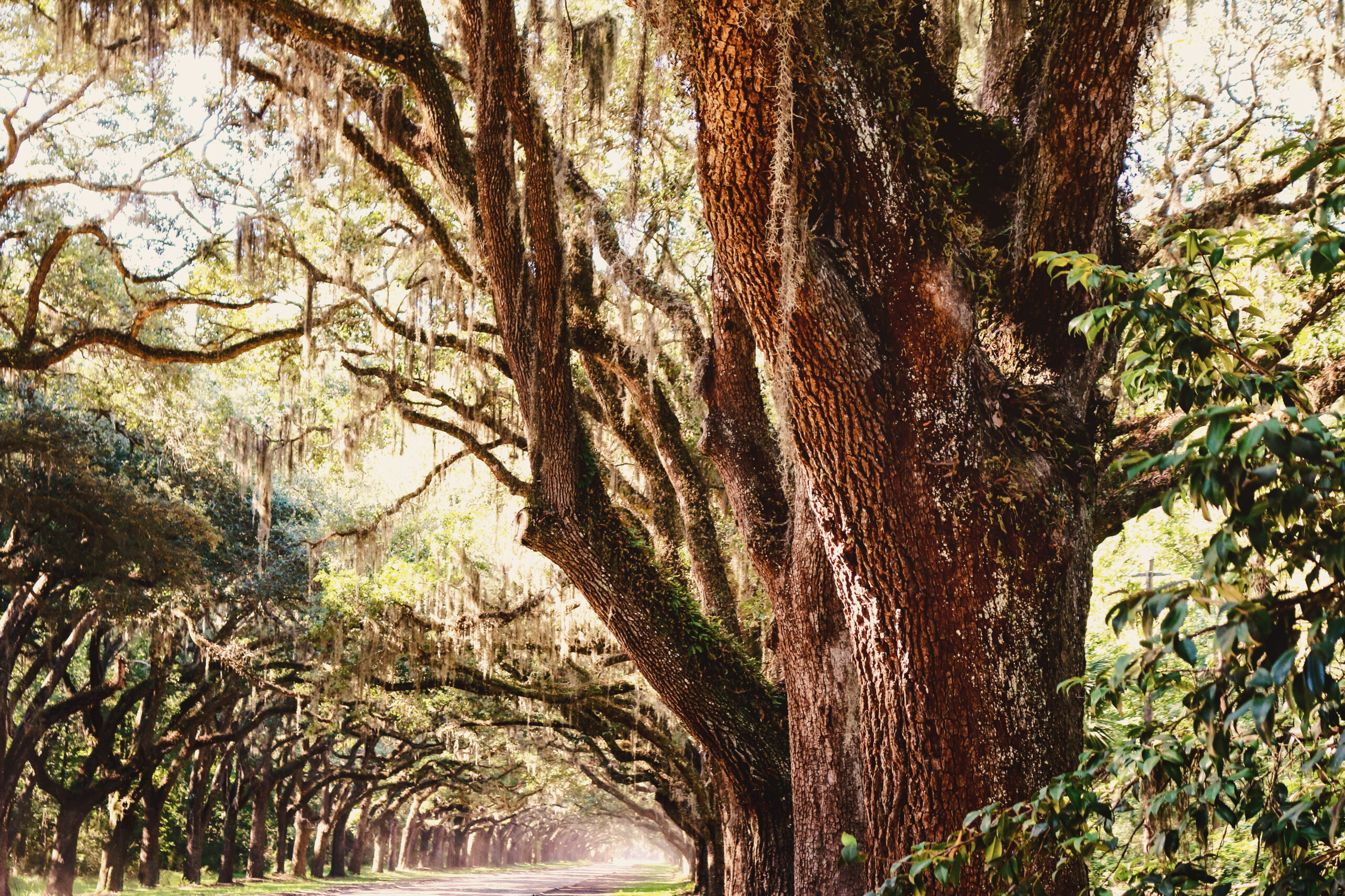 The Forest City History And Photographs - Forest City Of The South