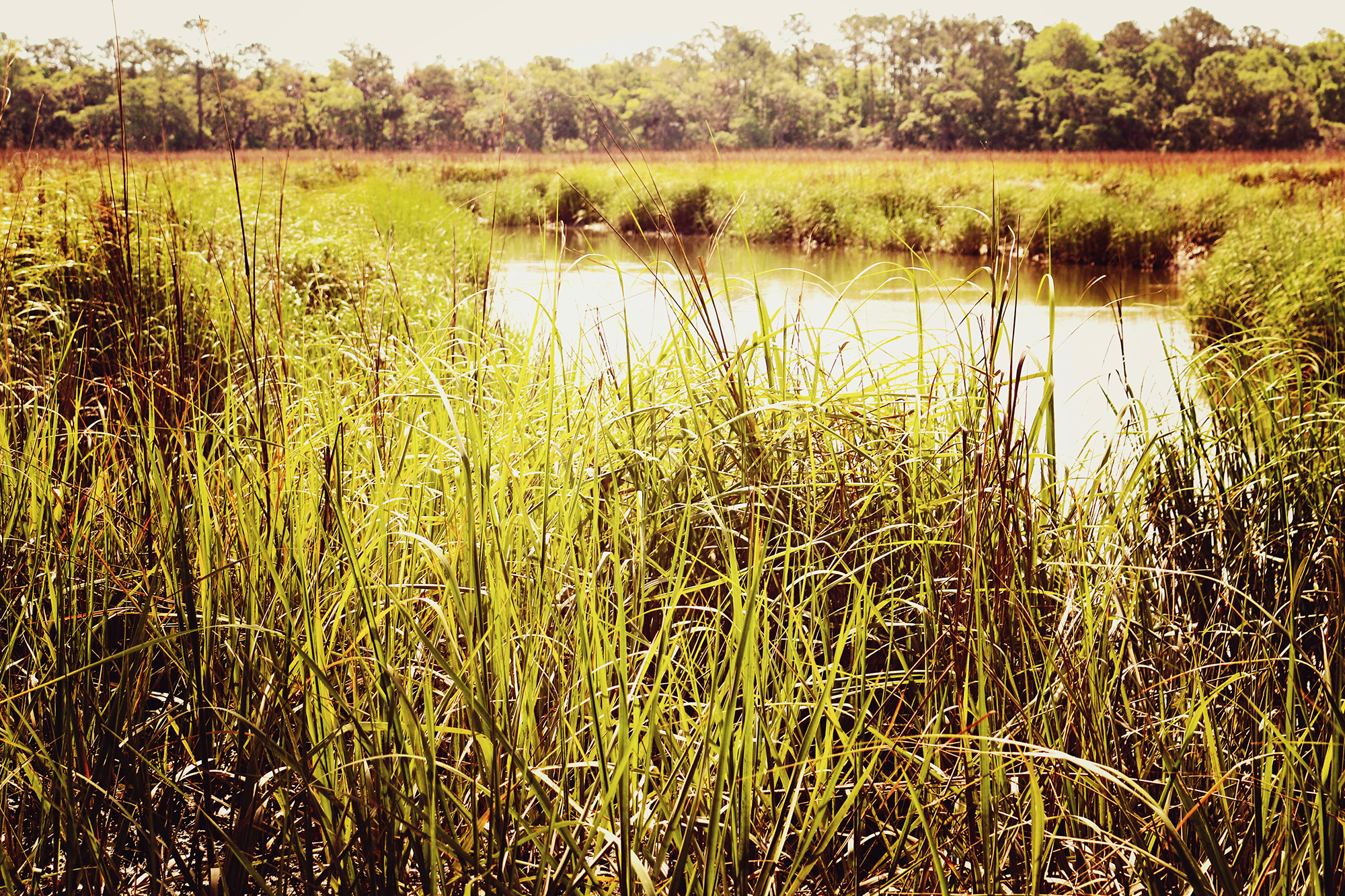 The Forest City History And Photographs - Forest City Of The South