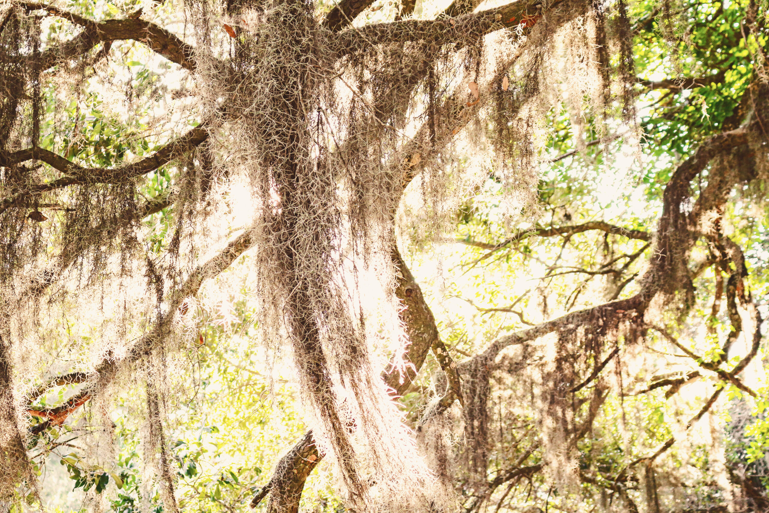 The Forest City History And Photographs - Forest City Of The South